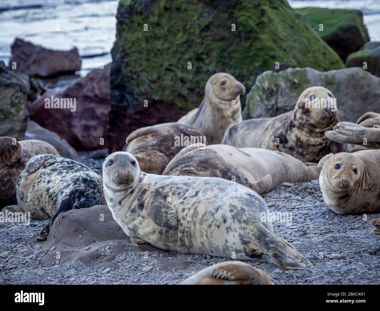 Seals at Ravenscar, North Yorkshire, UK Stock Photo - Alamy