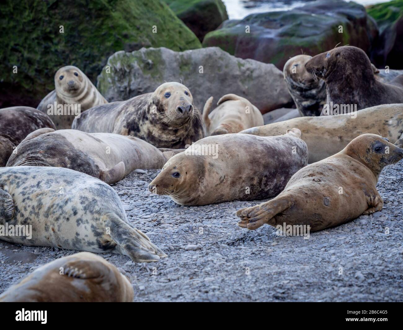 Seals at Ravenscar, North Yorkshire, UK Stock Photo - Alamy