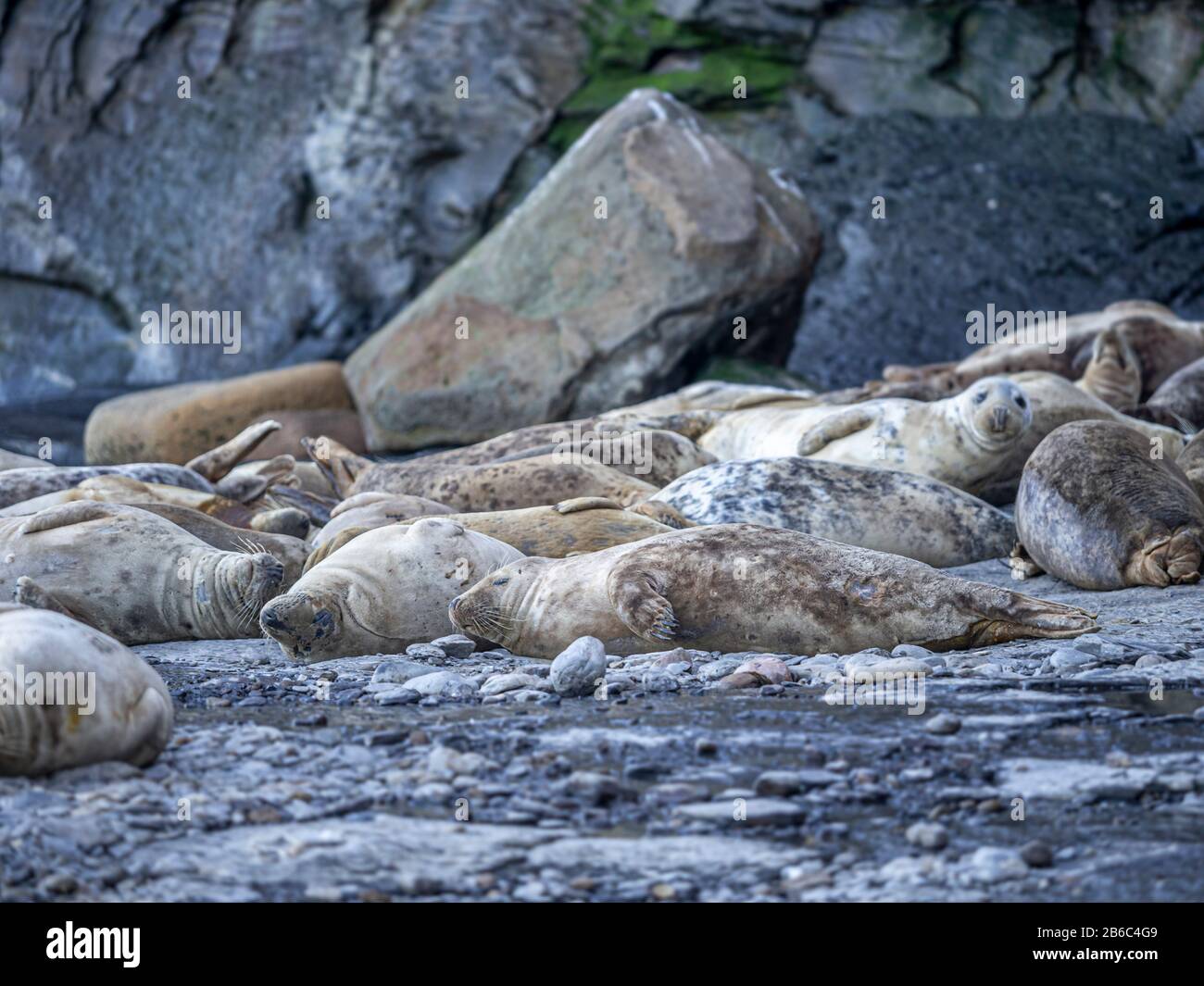 Grey seal ravenscar hi-res stock photography and images - Alamy