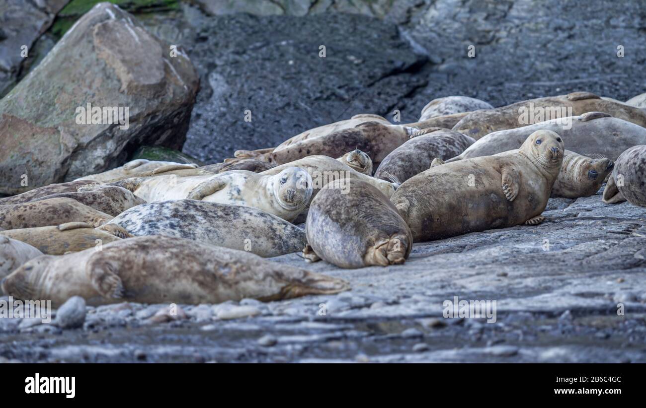 Seals at Ravenscar, North Yorkshire, UK Stock Photo - Alamy