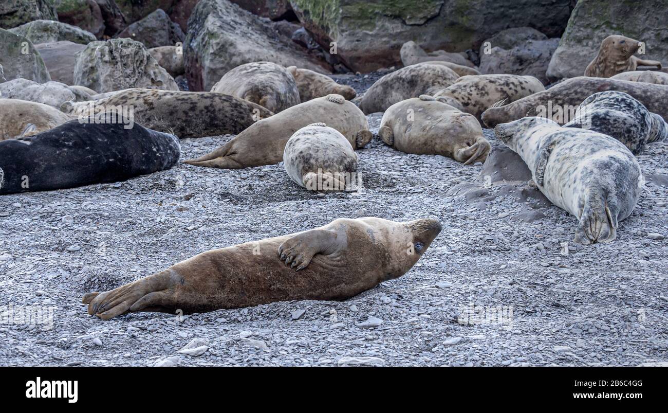 Seals at Ravenscar, North Yorkshire, UK Stock Photo - Alamy