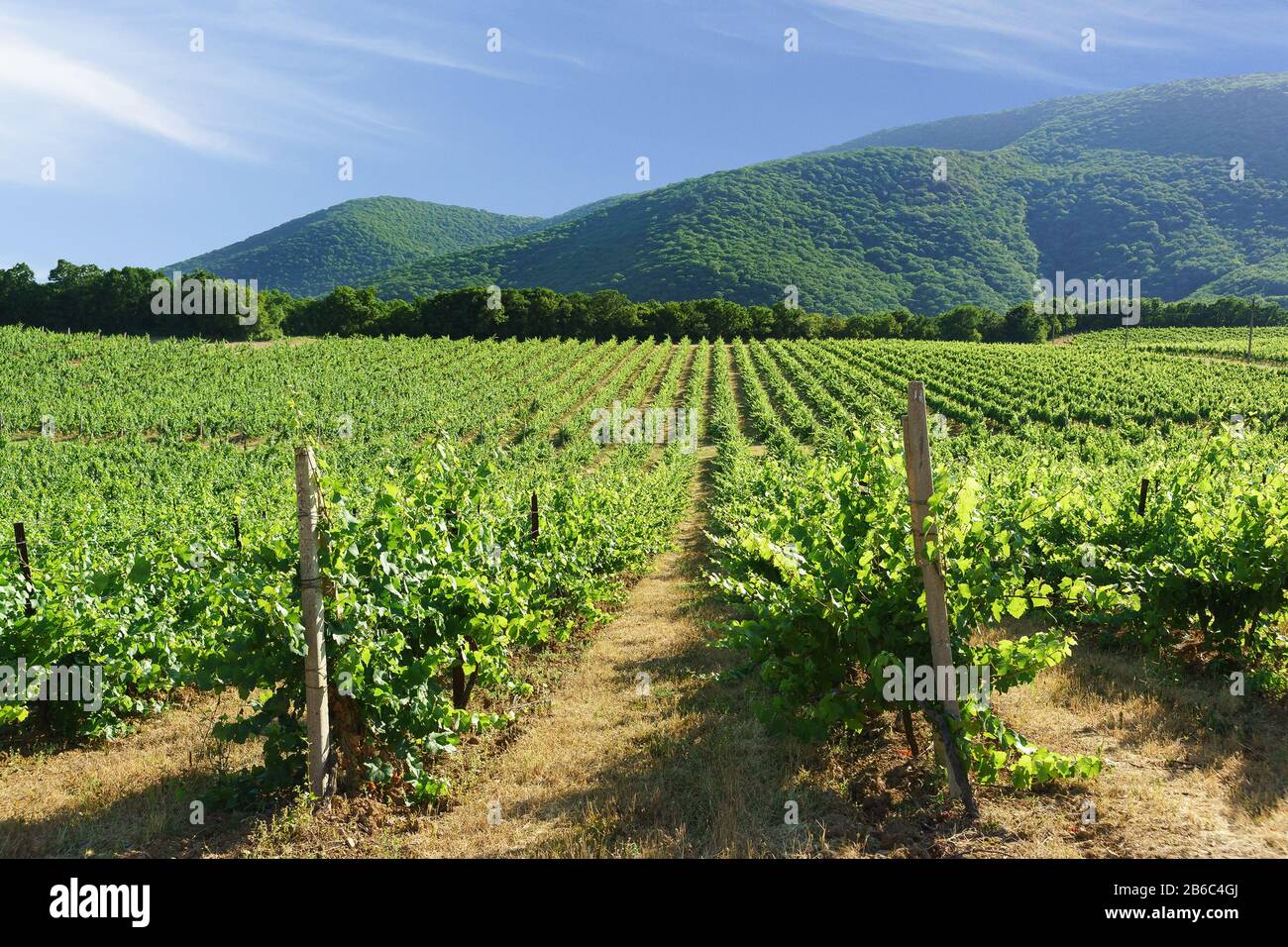Rows of vineyards on the background of mountain slopes near the village ...