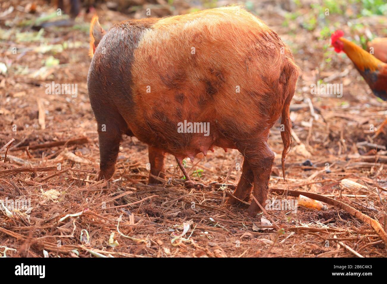 Cuba pig pork slaughter hi-res stock photography and images - Alamy