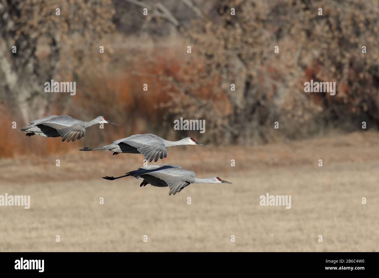 Sandhill Crane Bosque del Apache Wildlife Reserve New Mexico in Winter , USA Stock Photo - Alamy