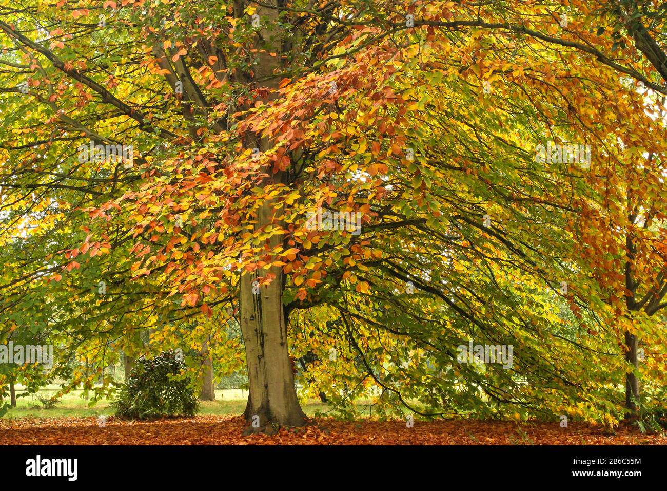 Autumn colour at Thorp Perrow Arboretum in Bedale, North Yorkshire ...