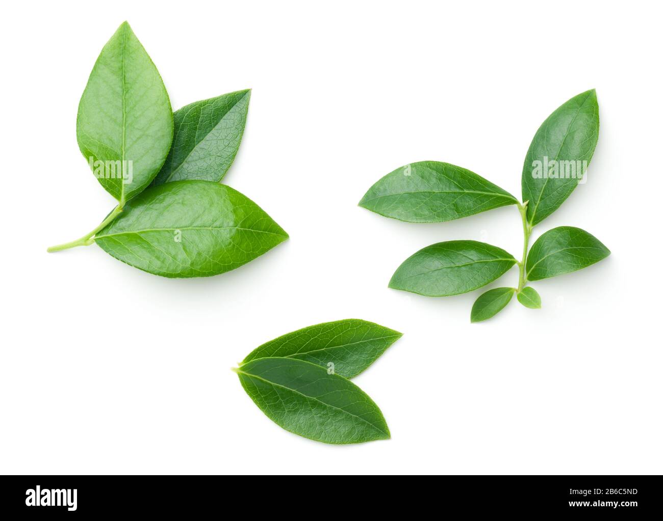 Blueberry leaves isolated on white background. Flat lay. Light shadow ...
