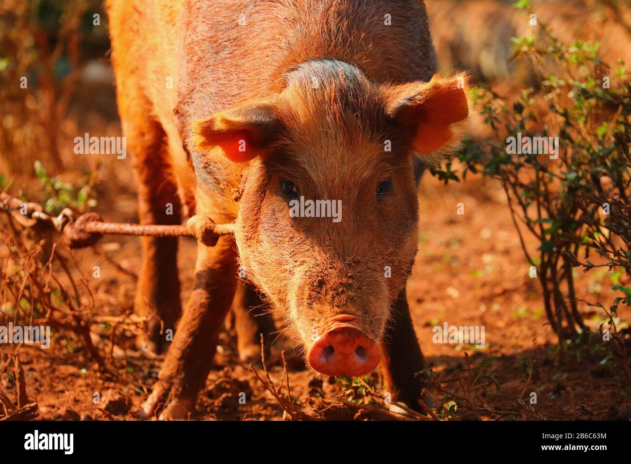 Cuba pig pork slaughter hi-res stock photography and images - Alamy