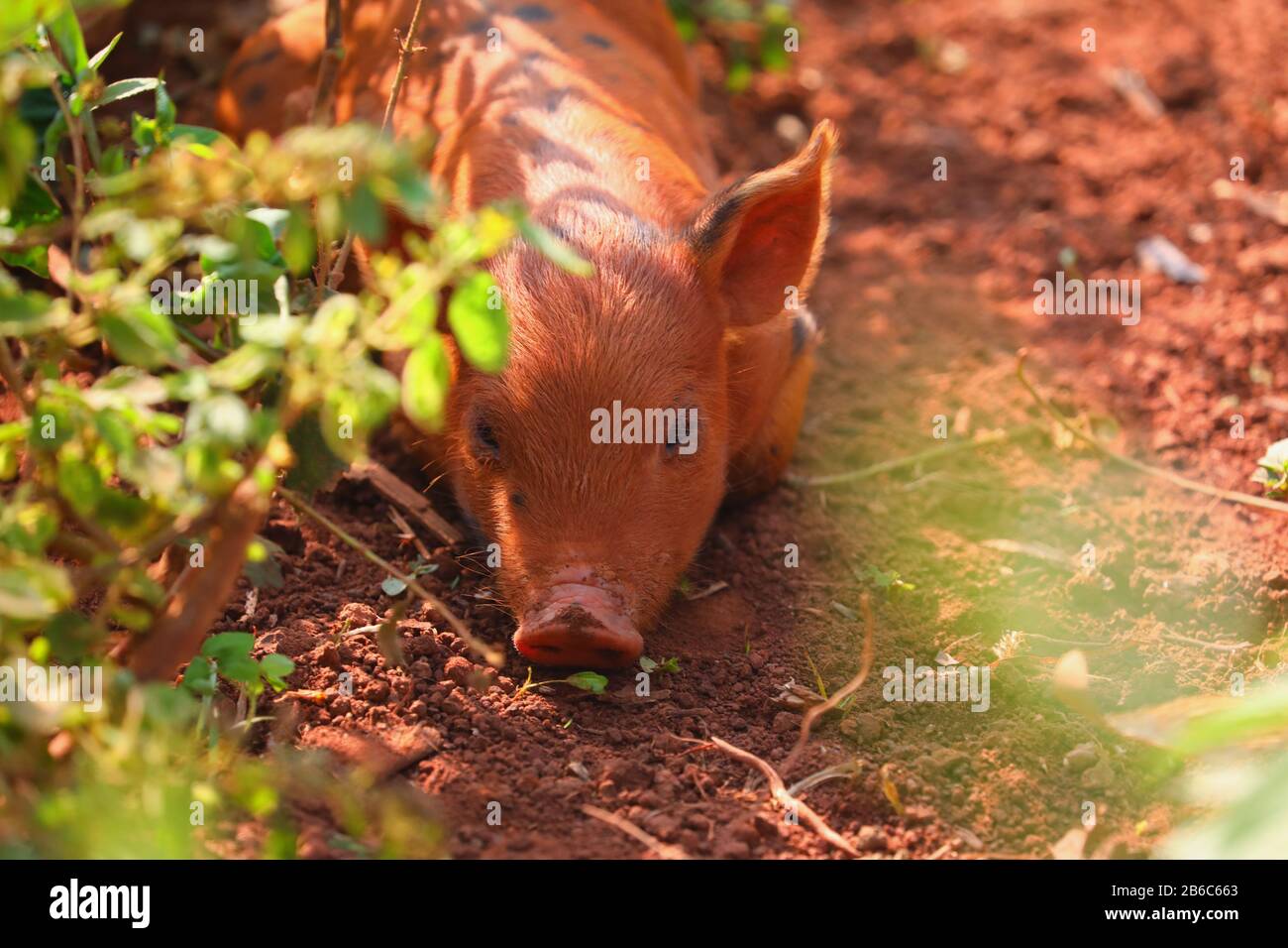 Pigs on a farm in Vinales, Cuba Stock Photo - Alamy