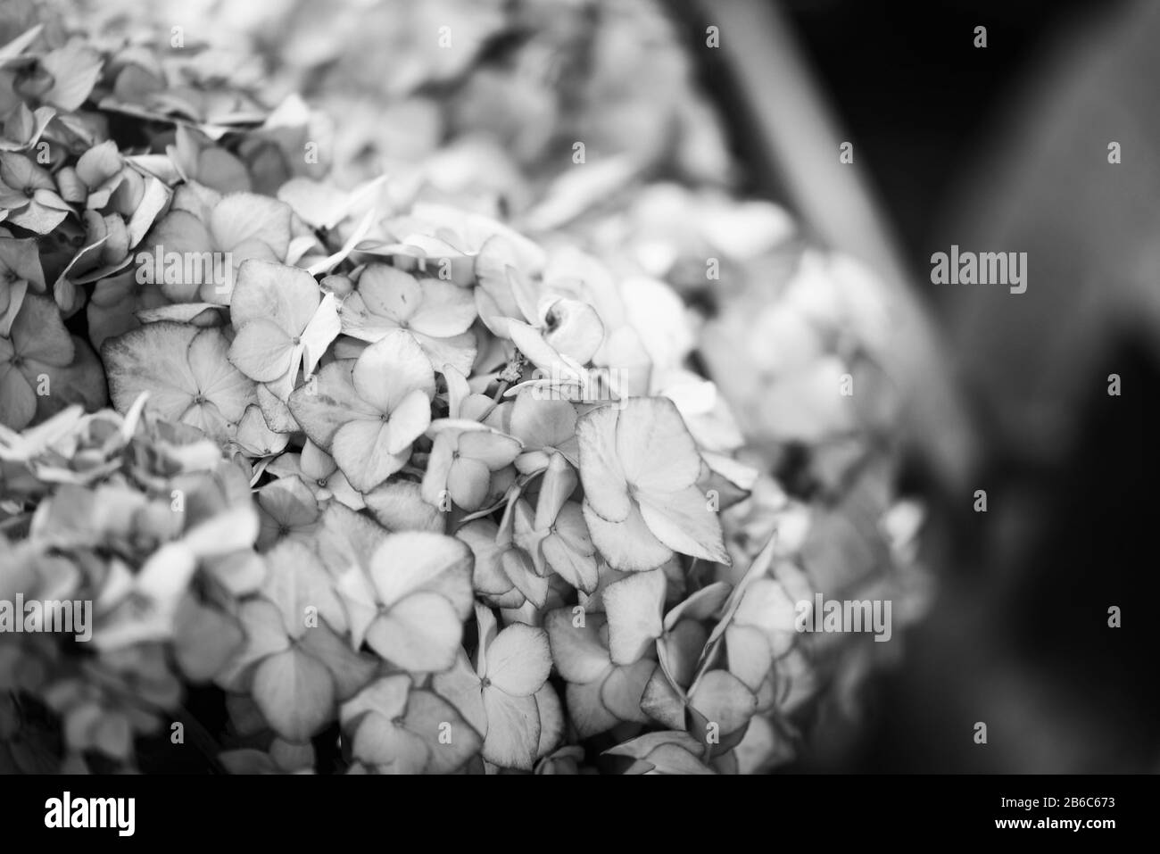 hydrangea flower close up view Stock Photo - Alamy