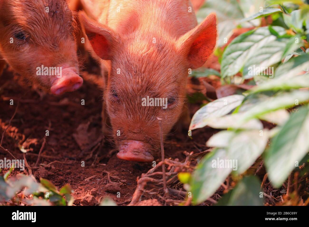 Cuba pig pork slaughter hi-res stock photography and images - Alamy