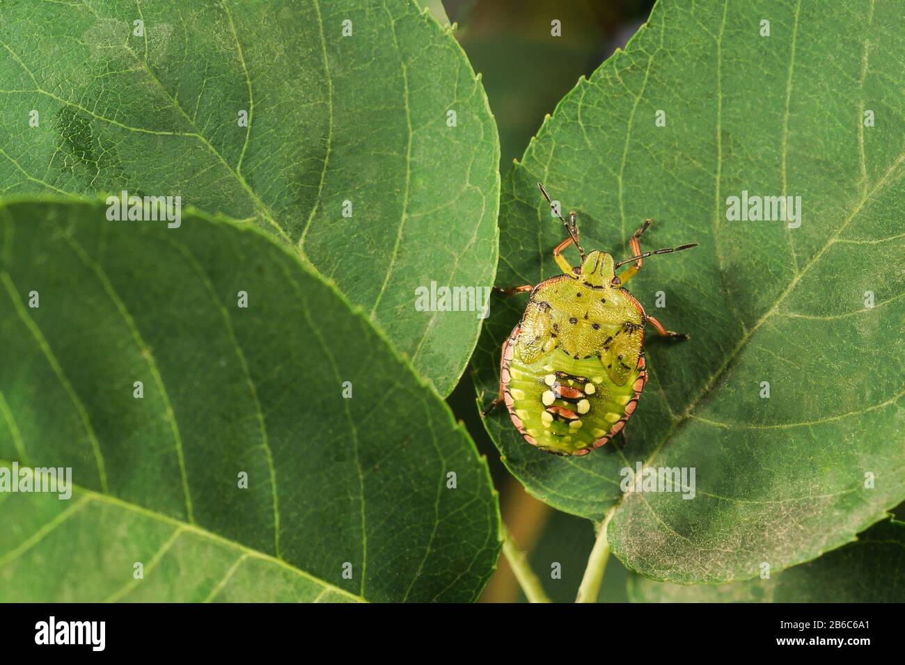 The green vegetable bug Nezara viridula L. (Hemiptera: Pentatomidae) is ...