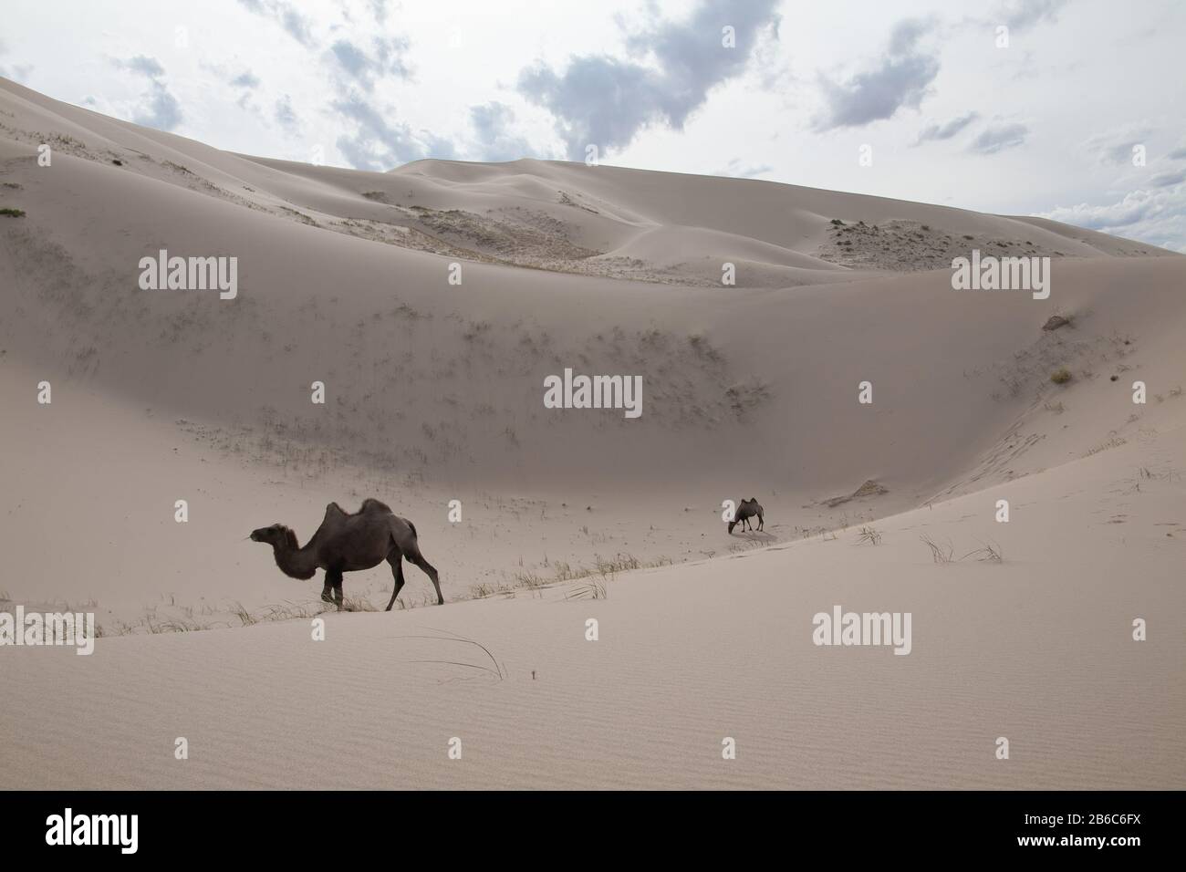 Camels Camelus bactrianus Sand Dunes on Horizon Stock Photo - Alamy