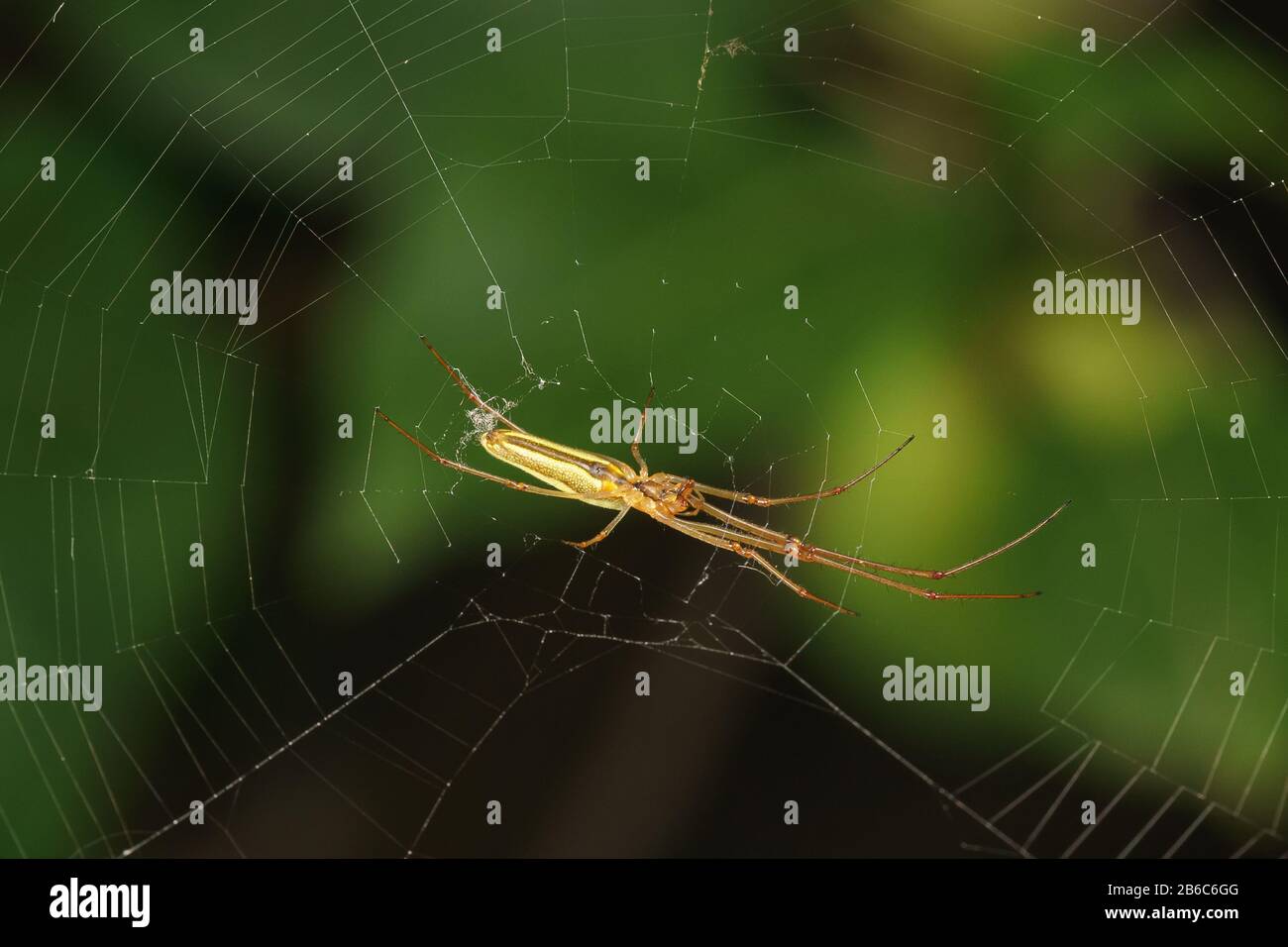Long spider web hi-res stock photography and images - Alamy