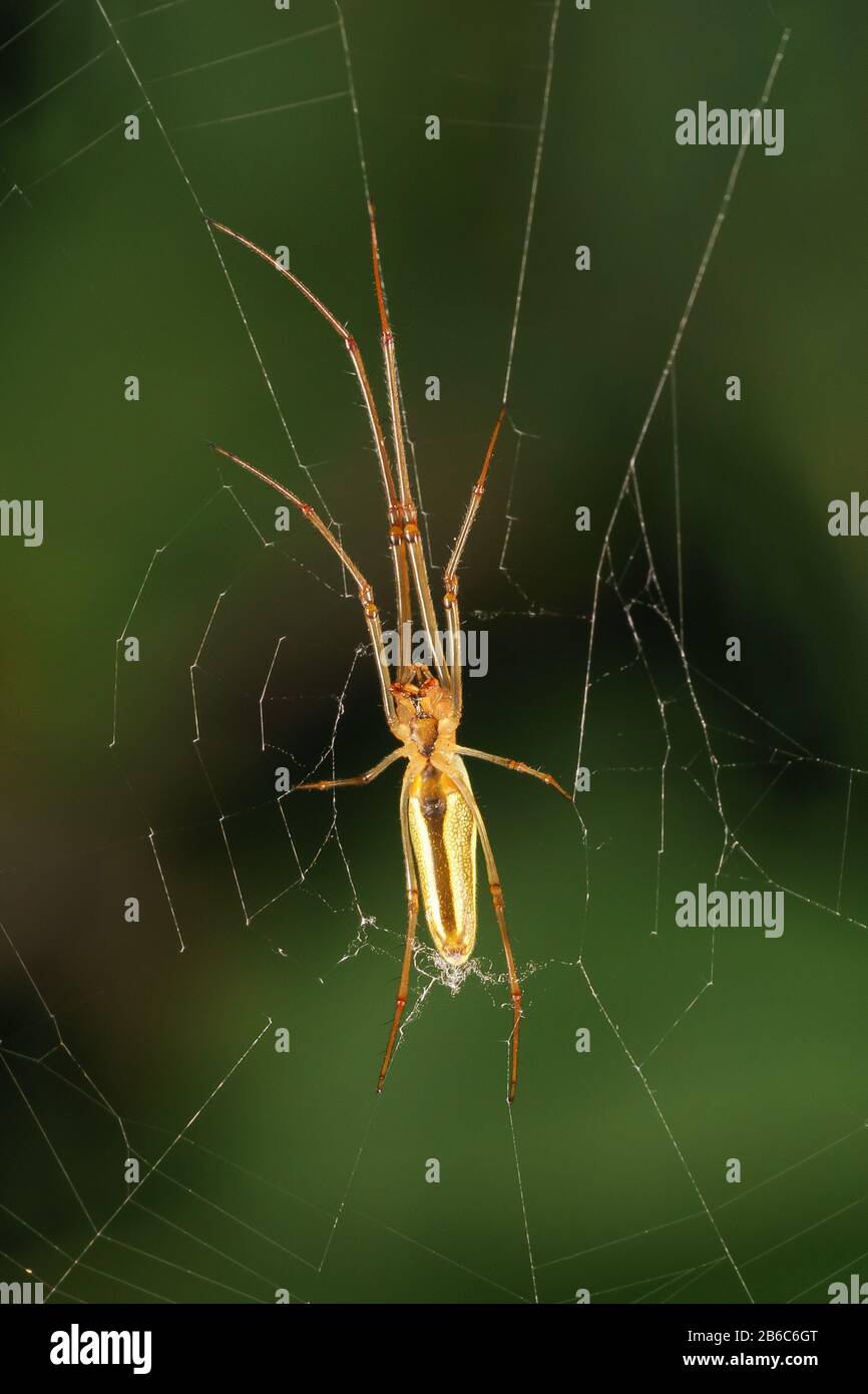 Bottom view for amber leggy spider knitter (lat. Tetragnatha), hanging ...