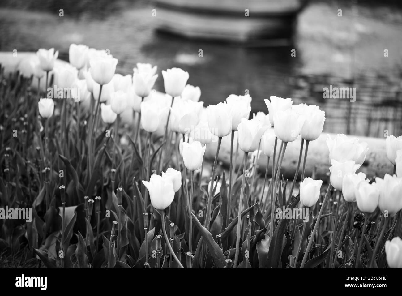 Tulips garden pink Black and White Stock Photos & Images - Alamy