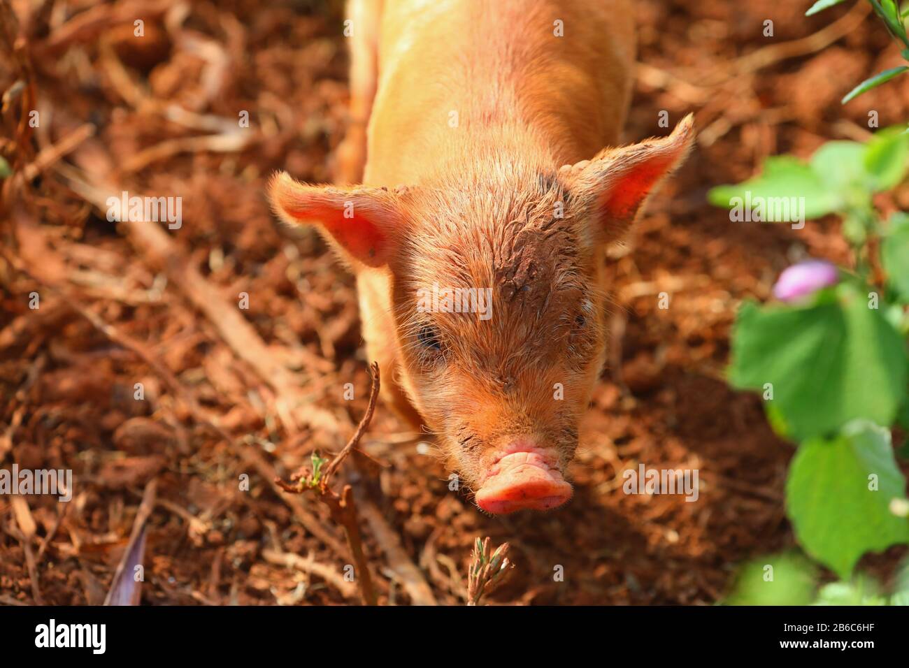 Free Roaming Farm Animals High Resolution Stock Photography and Images ...