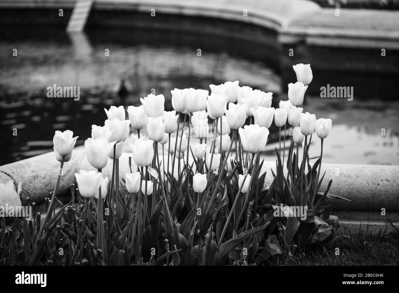Red field of tulips Black and White Stock Photos & Images - Alamy