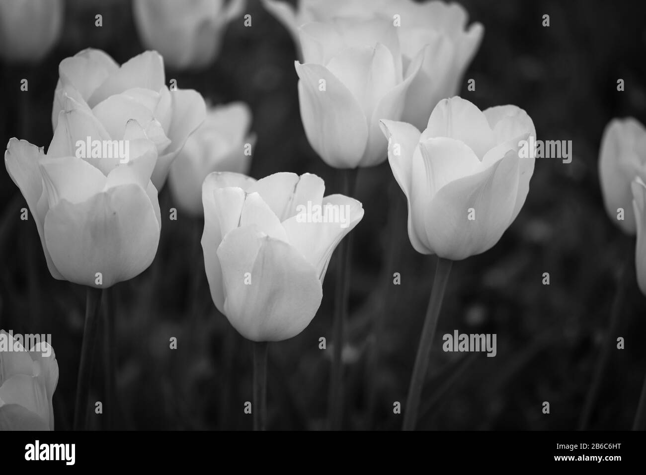 Tulips garden pink Black and White Stock Photos & Images - Alamy