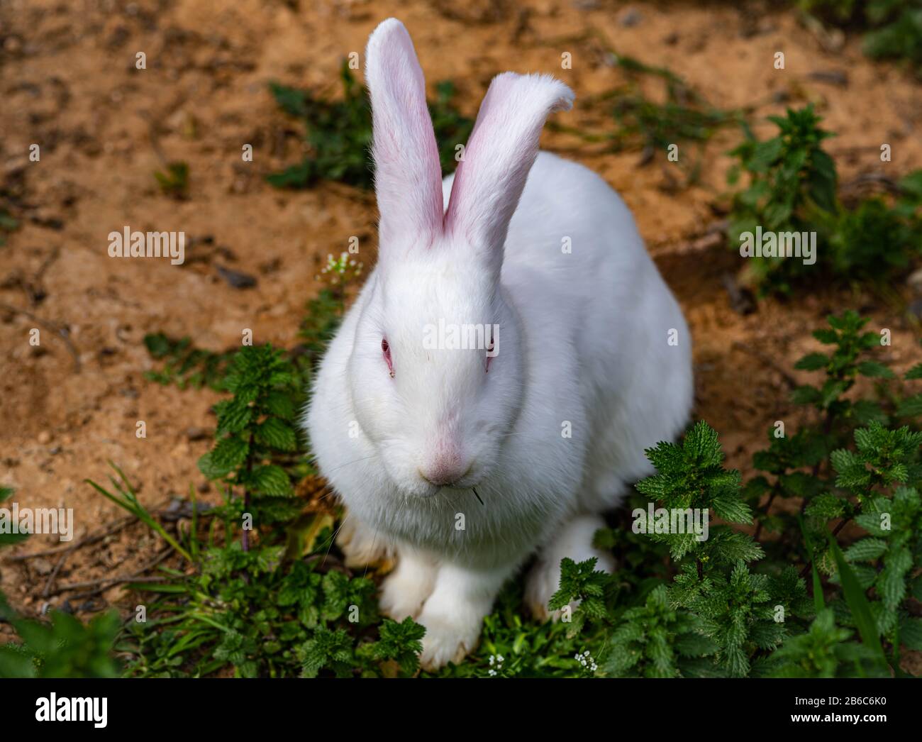 A Classic White Bunny Rabbit with Pink Ears on Green Weeds Stock Photo ...