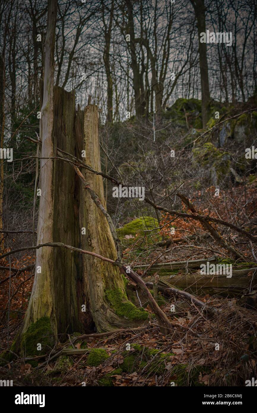 Tree stump in a haunted forest in the evening. Autumnal Scene Stock ...