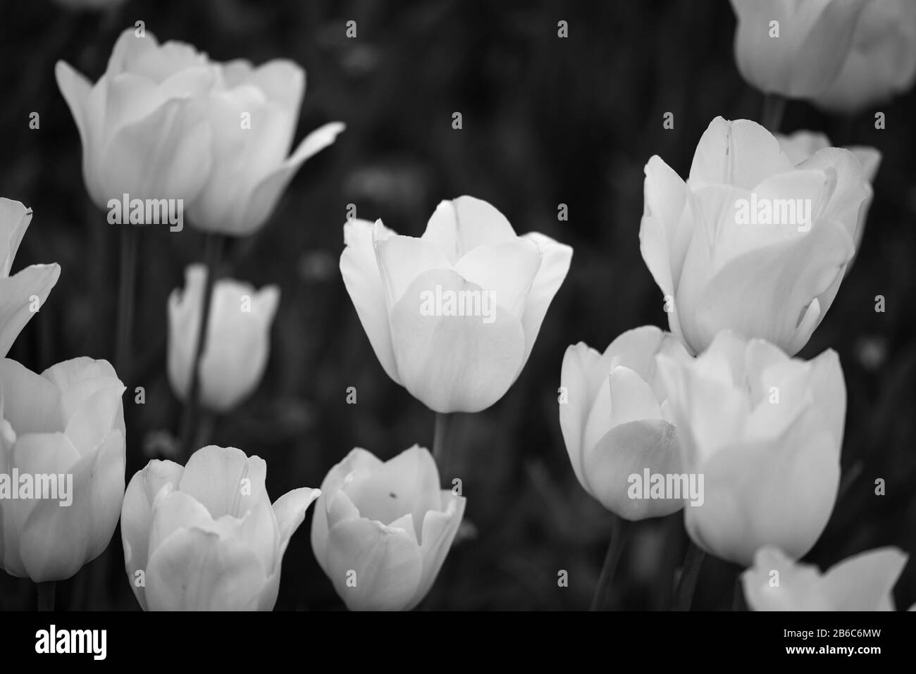 Beautiful field white tulips Black and White Stock Photos & Images - Alamy