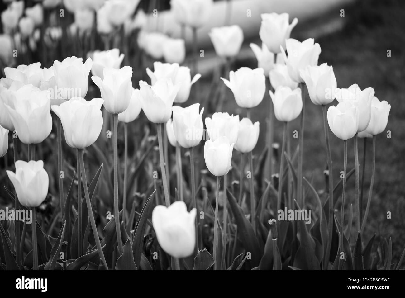 Red field of tulips Black and White Stock Photos & Images - Alamy