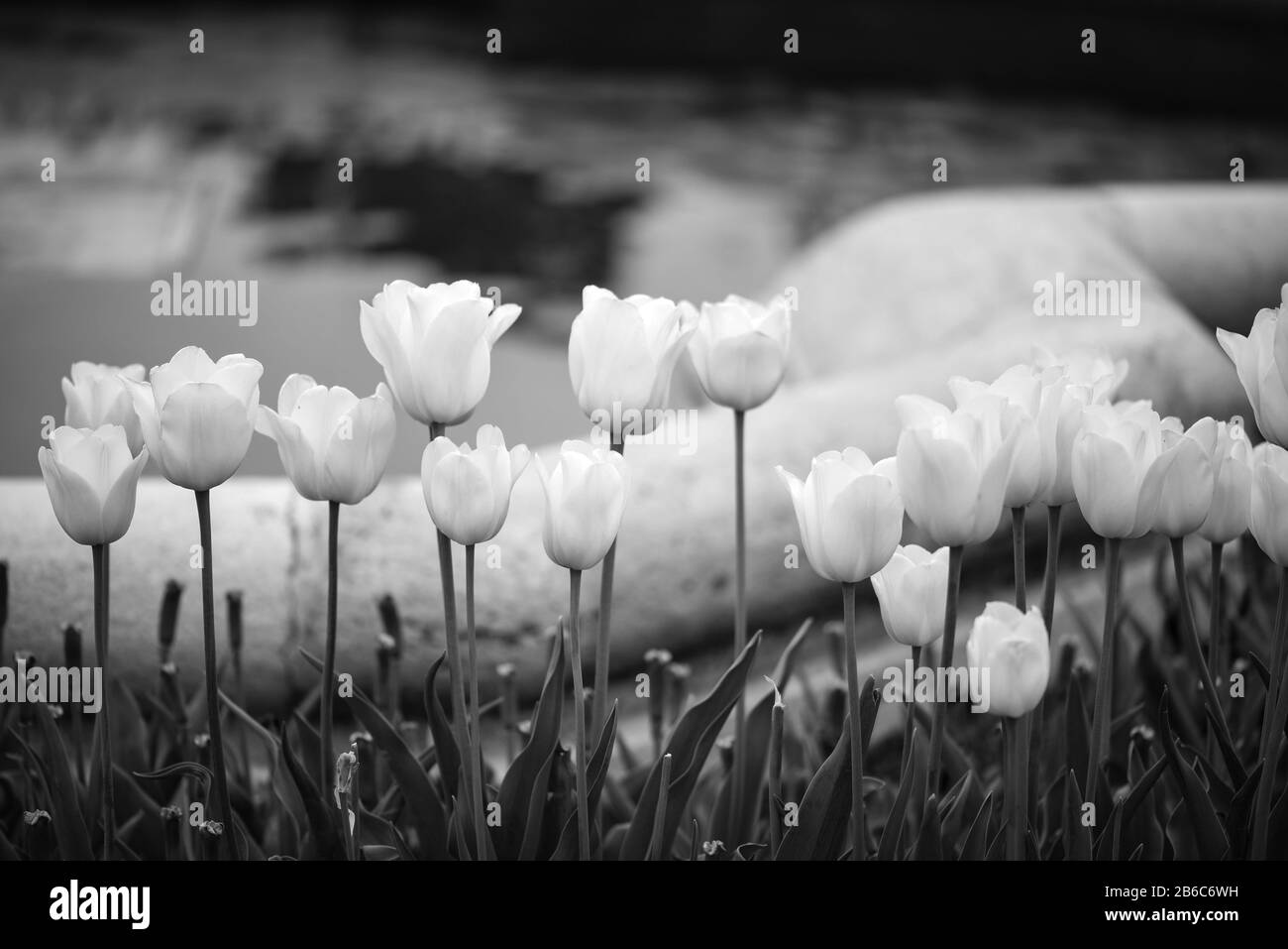 Tulips garden pink Black and White Stock Photos & Images - Alamy