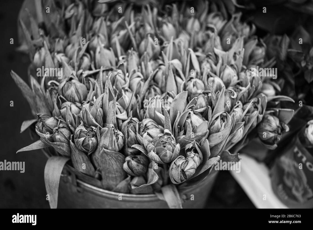 Tulips garden pink Black and White Stock Photos & Images - Alamy