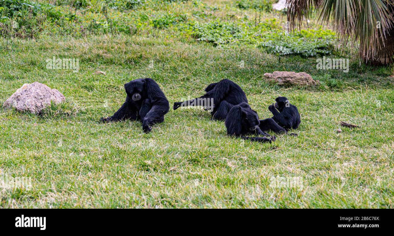 A Family Of Gibbons Hang Out Together On The Grass Stock Photo - Alamy