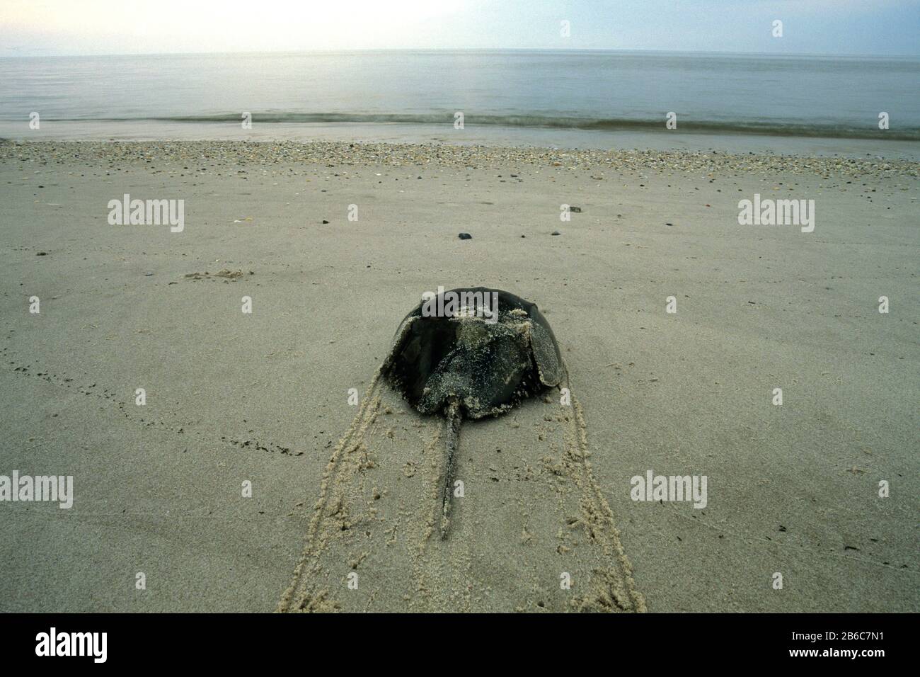 Horseshoe crab, Prime Hook National Wildlife Refuge, Delaware Stock ...
