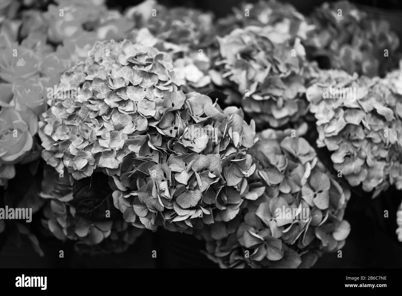 hydrangea flower close up view Stock Photo - Alamy