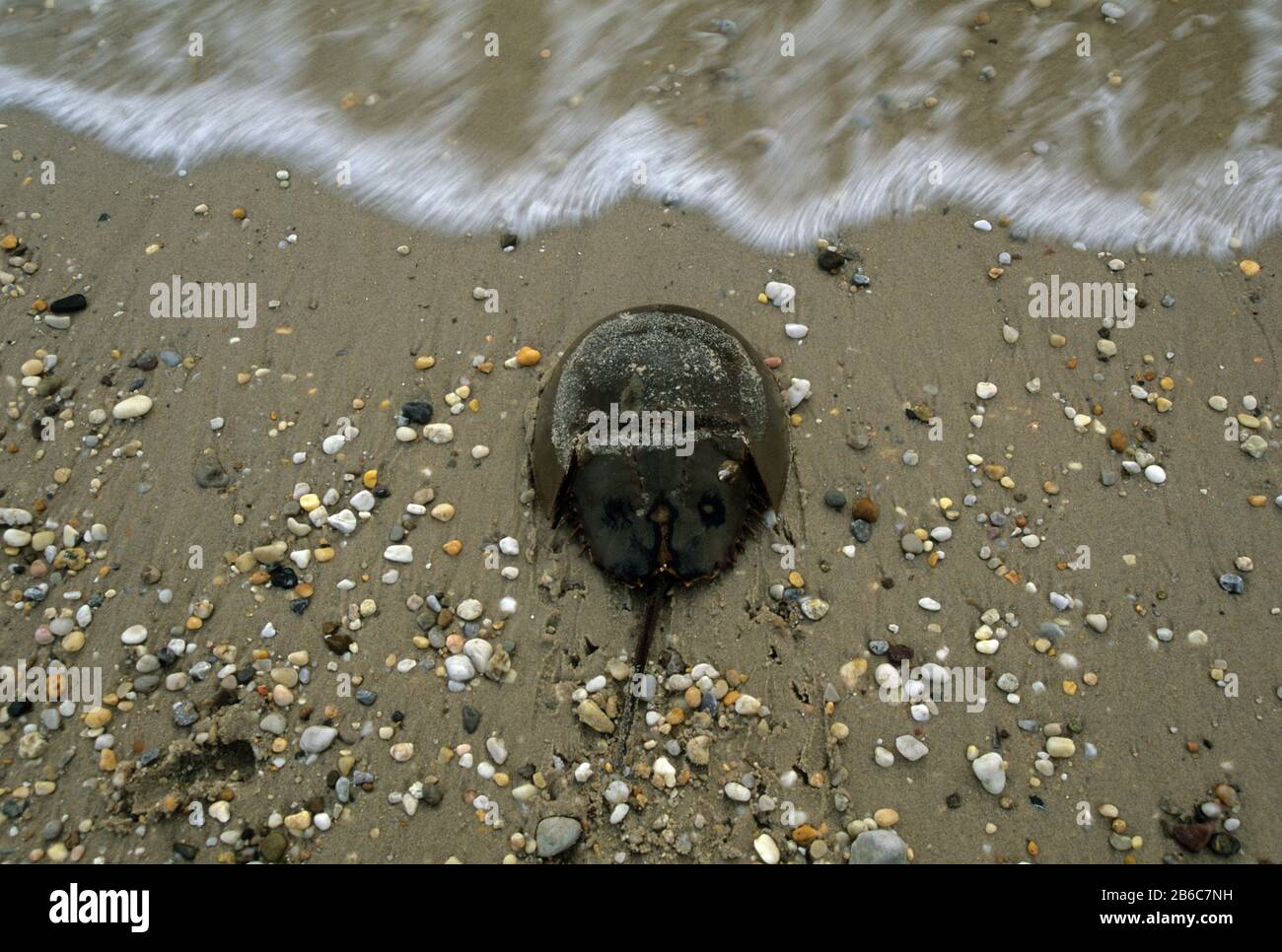 Horseshoe crab, Broadkill Beach, Delaware Stock Photo - Alamy