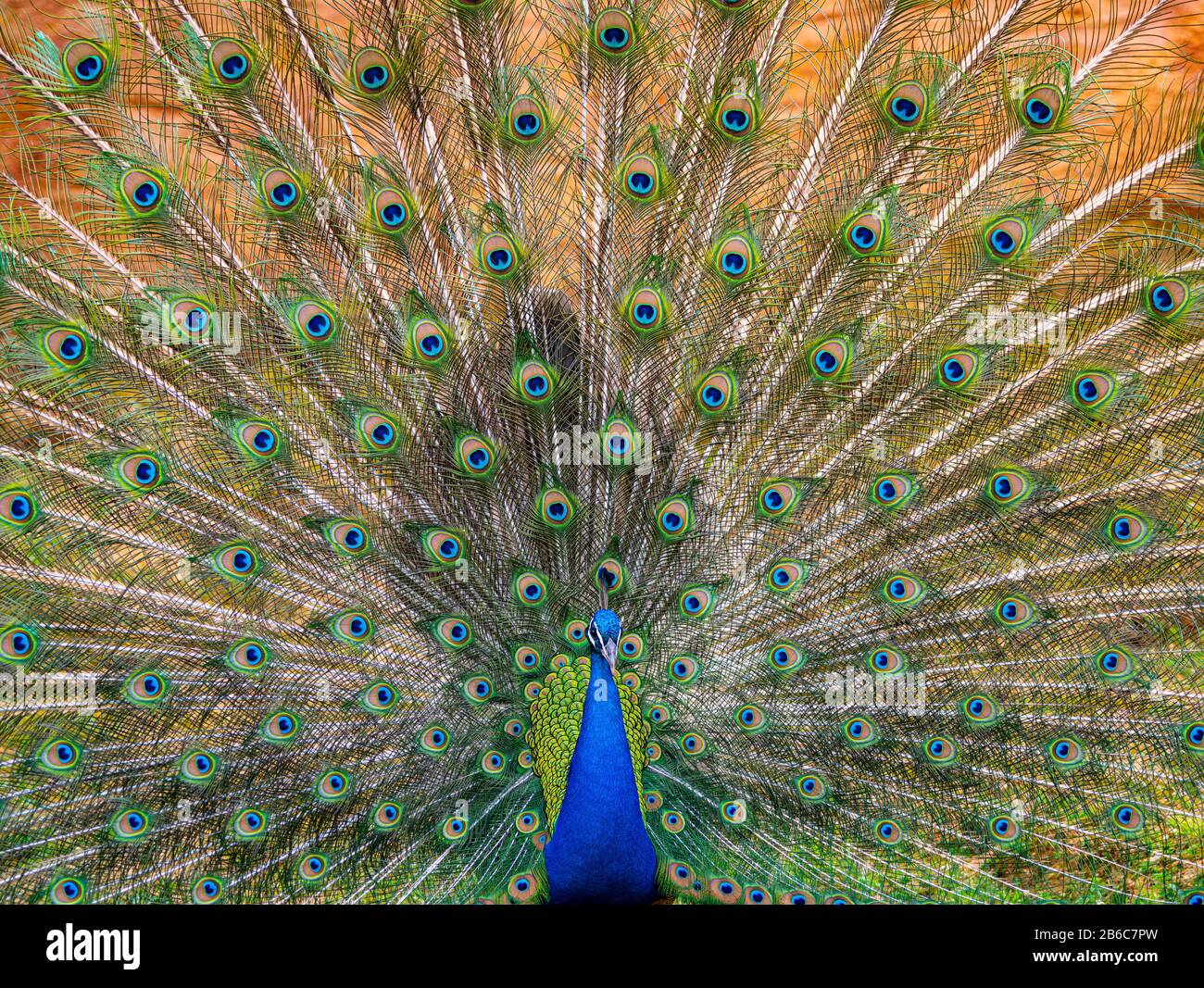 Beautiful Display of Train of Feathers On An Indian Peafowl Stock Photo ...