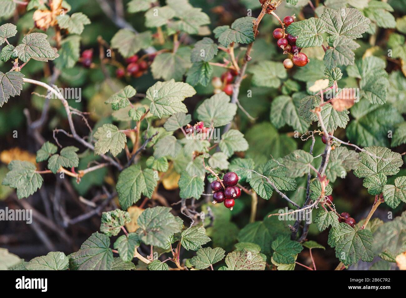 Wild Mountain currant ( ribes alpinum) - branch with the berries Stock ...