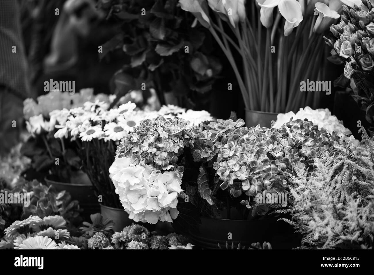 Orchids pink flowers Black and White Stock Photos & Images - Alamy