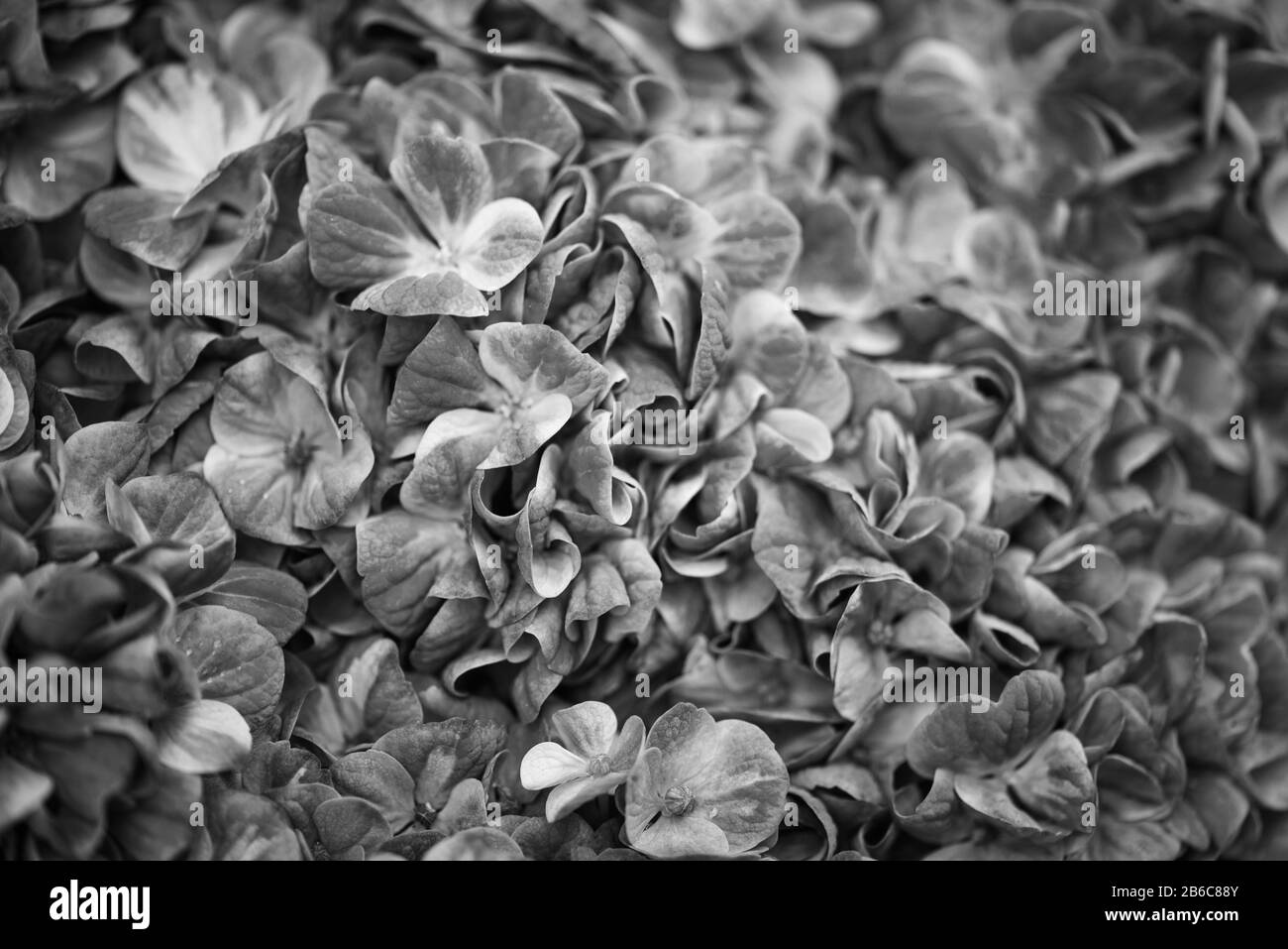 hydrangea flower close up view Stock Photo - Alamy