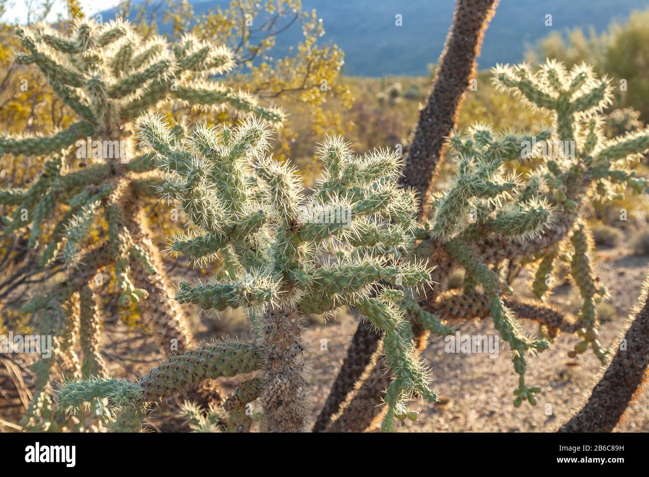 Chain Fruit Cholla
