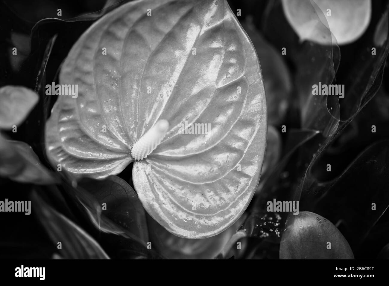 anthurium flower close up view Stock Photo - Alamy