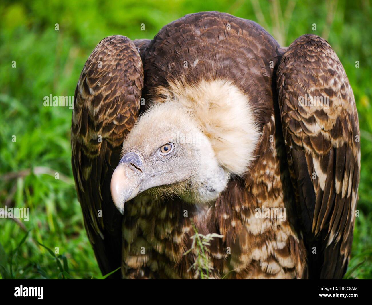 Rüppell's griffon vulture (Gyps rueppelli) sitting in the gras in ...