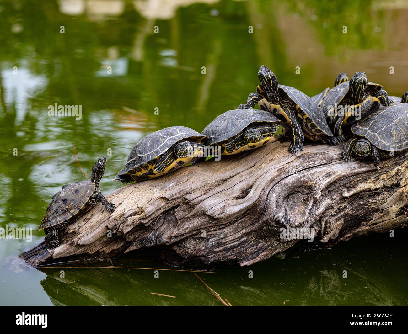 Lots of turtles hi-res stock photography and images - Alamy