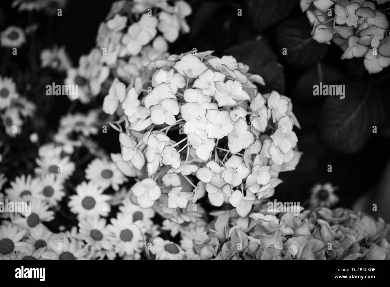 hydrangea flower close up view Stock Photo - Alamy