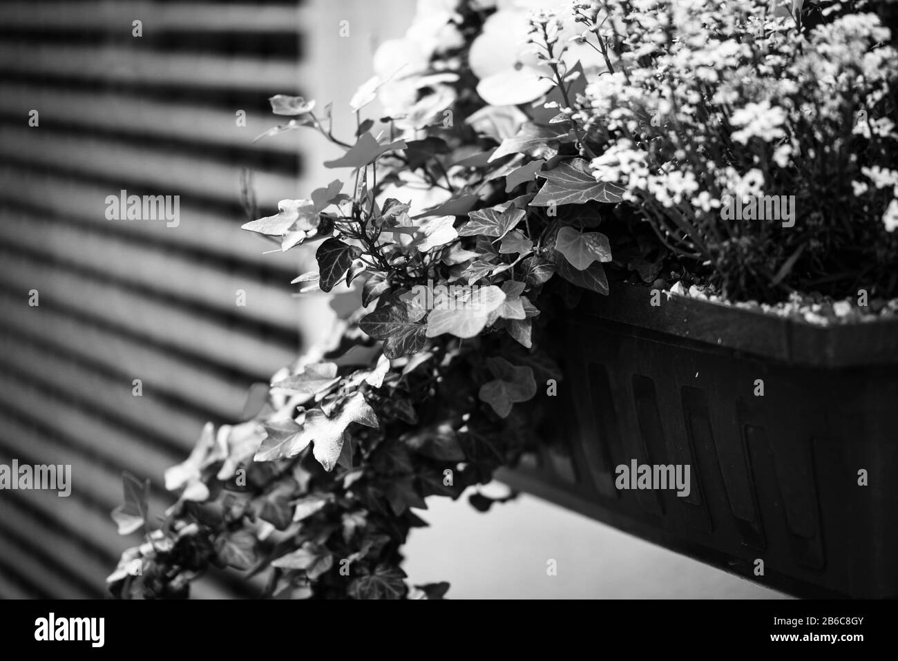 Mix flowers bouquet Black and White Stock Photos & Images - Alamy
