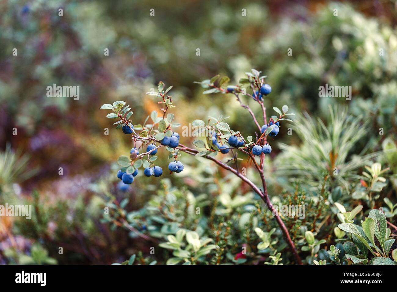 Wild blueberries in detail hi-res stock photography and images - Alamy