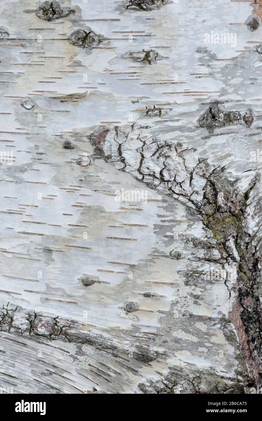 close up of birch tree bark details - background or texture Stock Photo ...