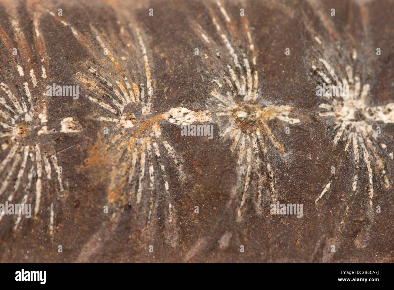 Mazon Creek fossils, Illinois Stock Photo - Alamy