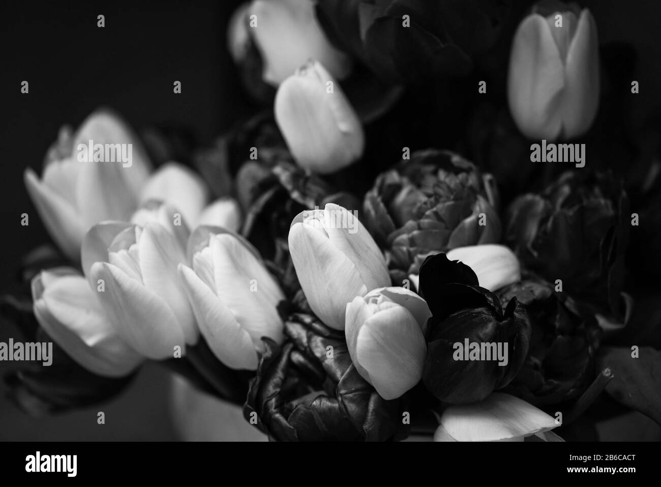 Red tulips on field Black and White Stock Photos & Images - Alamy