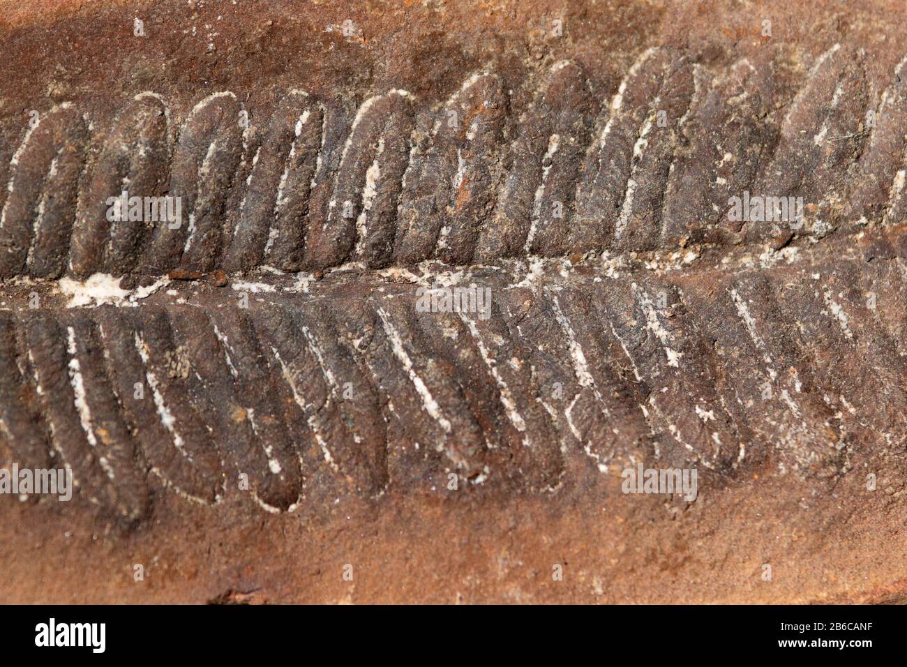 Mazon creek fossils hi-res stock photography and images - Alamy