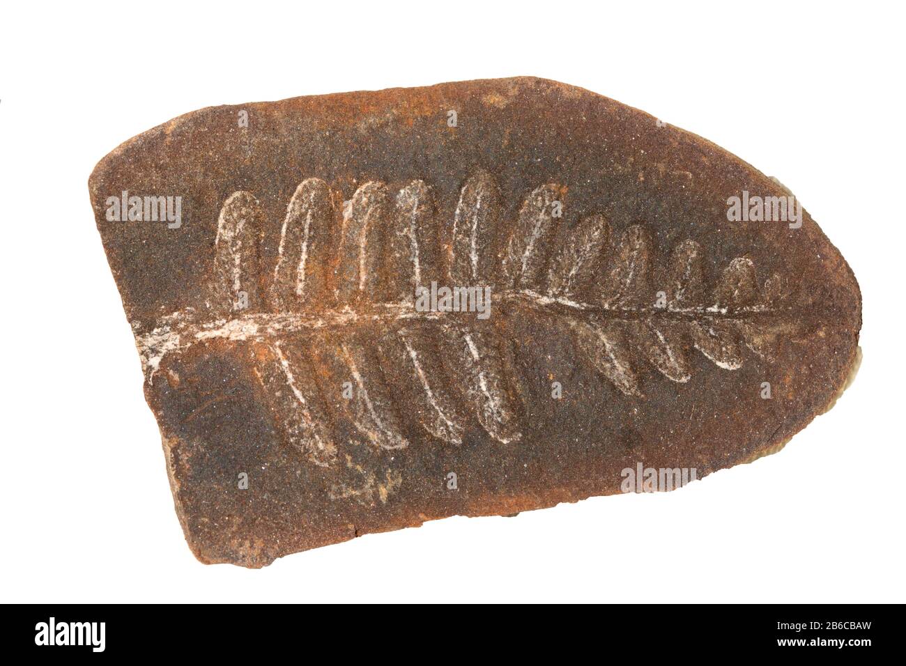 Mazon Creek fossil, Illinois Stock Photo - Alamy