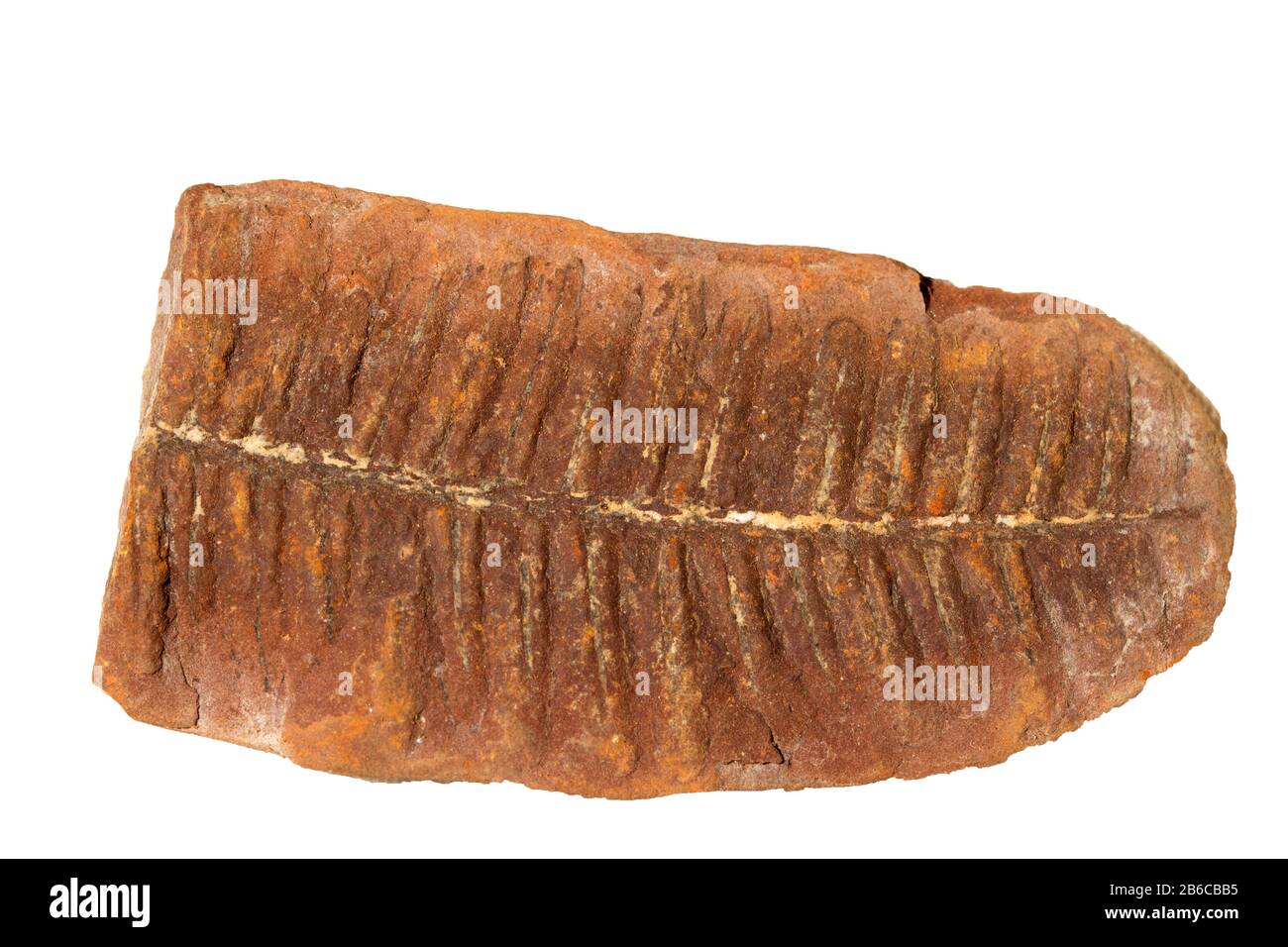 Mazon hi-res stock photography and images - Alamy