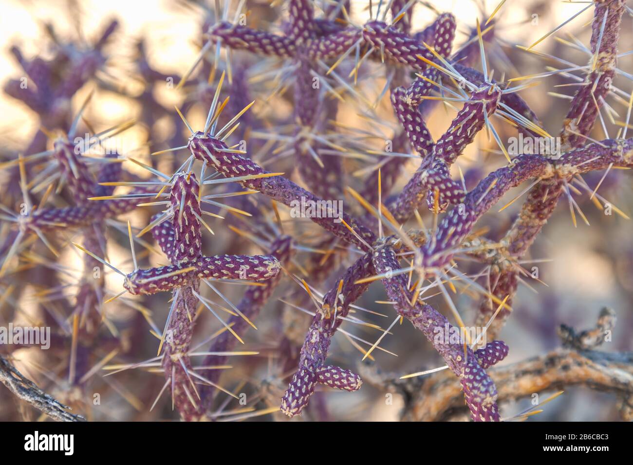 Branched Pencil Cholla, Cylindropuntia ramosissima, Joshua Tree ...